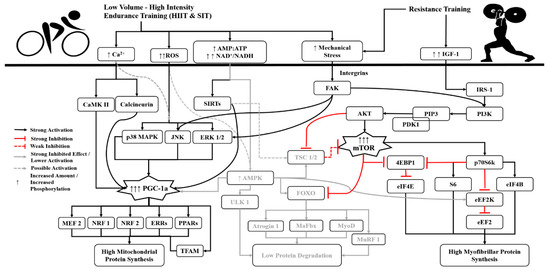 A Brief Review on Concurrent Training: From Laboratory to the Field
