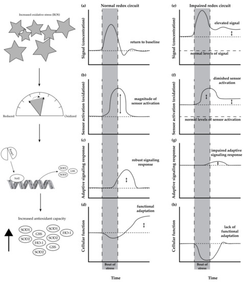 Sports | Free Full-Text | Exercise-Induced Mitohormesis for the ...