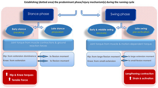 Sports | Free Full-Text | Mechanisms of Hamstring Strain Injury ...