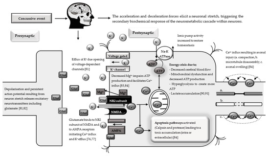 Genetic Factors That Could Affect Concussion Risk in Elite Rugby