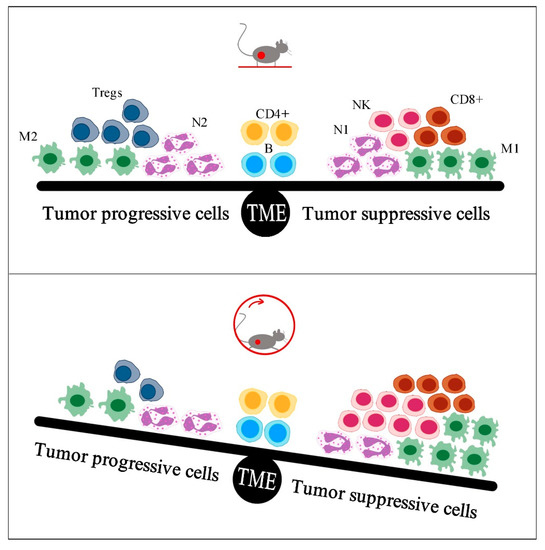 Exercise-Induced Changes in Tumor Growth via Tumor Immunity