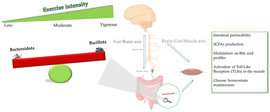 The Role of Gut Microbiota in Different Types of Physical Activity and ...