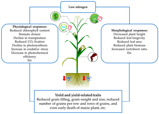 Maize Breeding for Low Nitrogen Inputs in Agriculture: Mechanisms ...