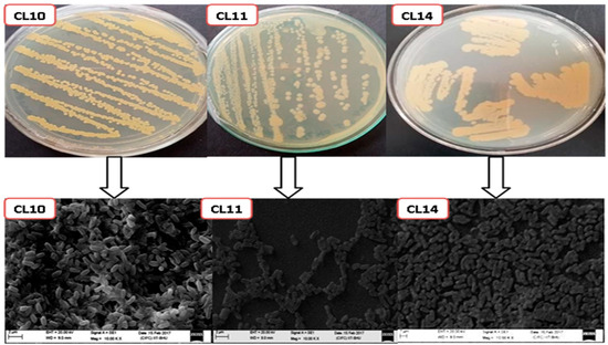 Isolation and Phenotypic Microarray Profiling of Different Pseudomonas Strains Isolated from the ...