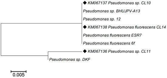 Isolation and Phenotypic Microarray Profiling of Different Pseudomonas Strains Isolated from the ...