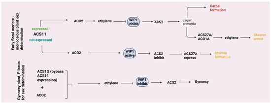 Role of Ethylene in the Regulation of Plant Developmental Processes