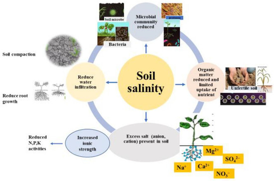 Organic Amendments: Enhancing Plant Tolerance to Salinity and Metal ...