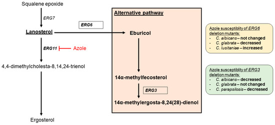 Ergosterol Biosynthesis and Regulation Impact the Antifungal Resistance ...