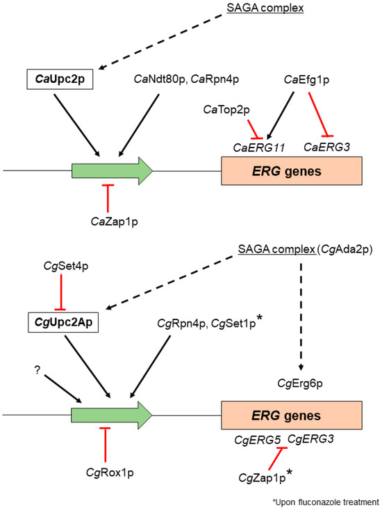 Ergosterol Biosynthesis and Regulation Impact the Antifungal Resistance ...