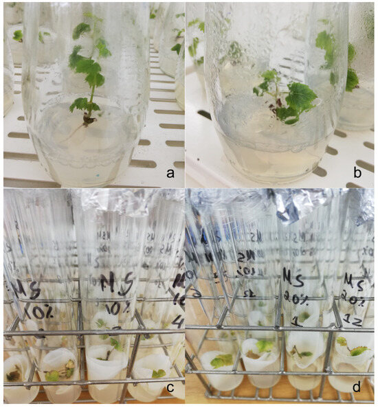Morphological and Cytogenetic Responses of In Vitro-Grown Grapevine ...