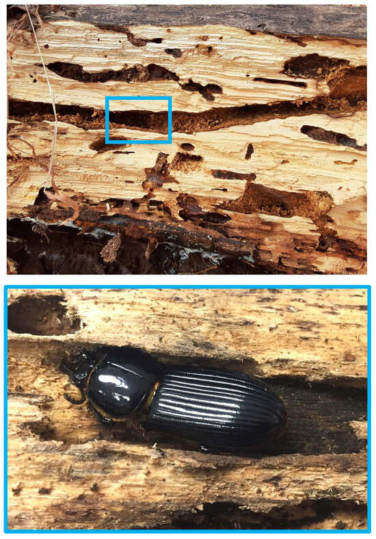 Lonely Beetles Lose Weight: Absence of Conspecific Sounds Negatively ...