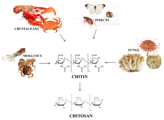 Green Routes for the Development of Chitin/Chitosan Sustainable Hydrogels
