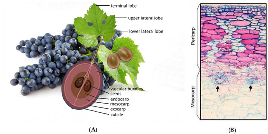 Grape Infusions: Between Nutraceutical and Green Chemistry
