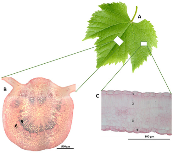 Grape Infusions: Between Nutraceutical and Green Chemistry