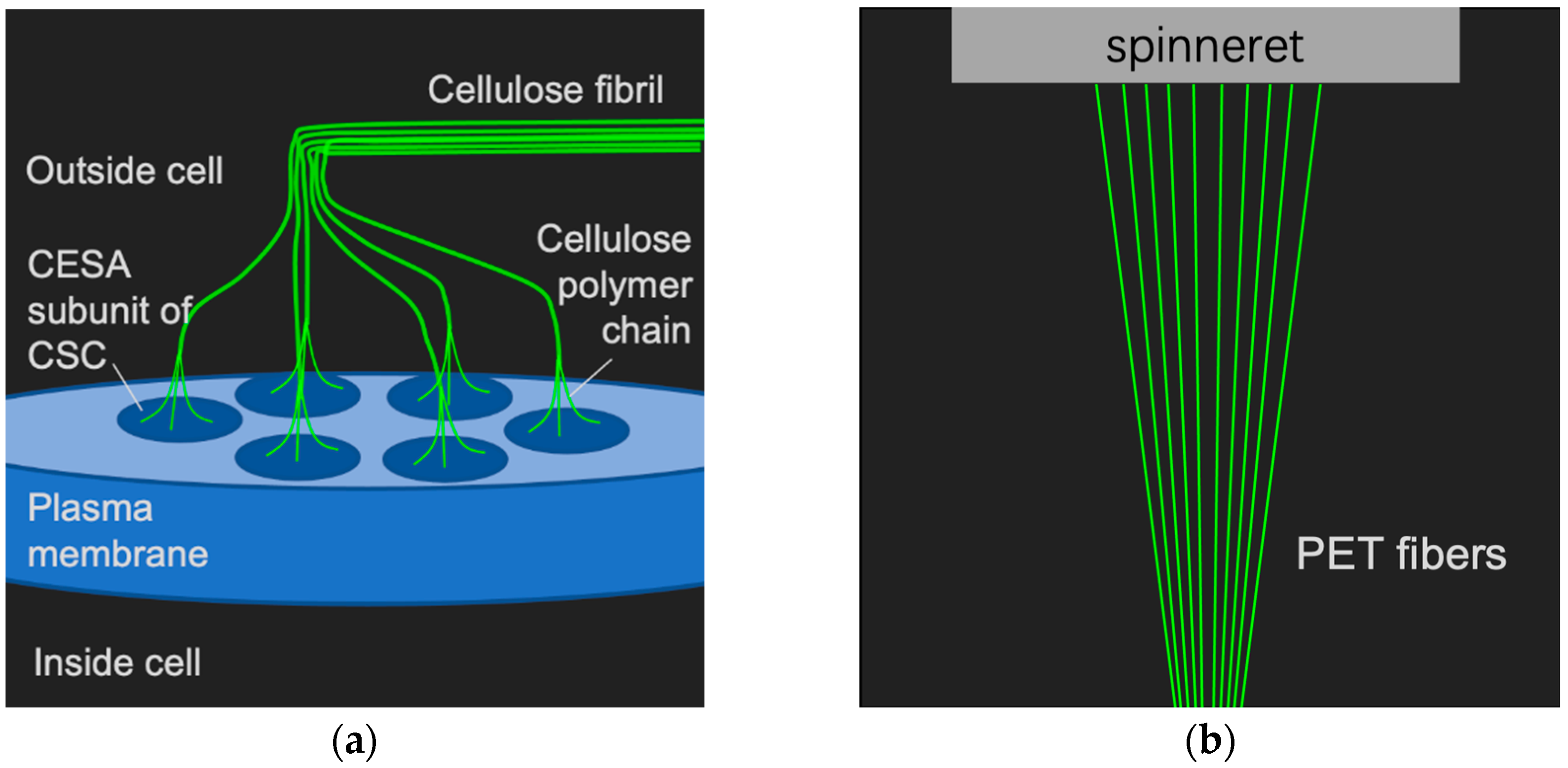 Progress toward Circularity of Polyester and Cotton Textiles