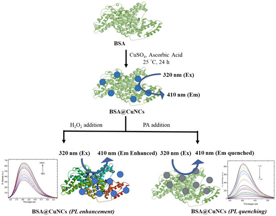Photoluminescent Copper Nanoclusters in “Turn-Off/Turn-On” Sensing of ...