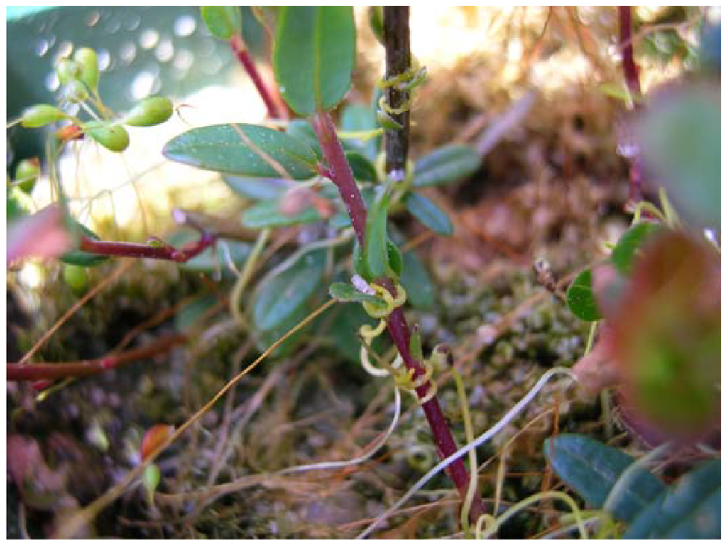 Managing Cuscuta gronovii (Swamp Dodder) in Cranberry Requires an ...