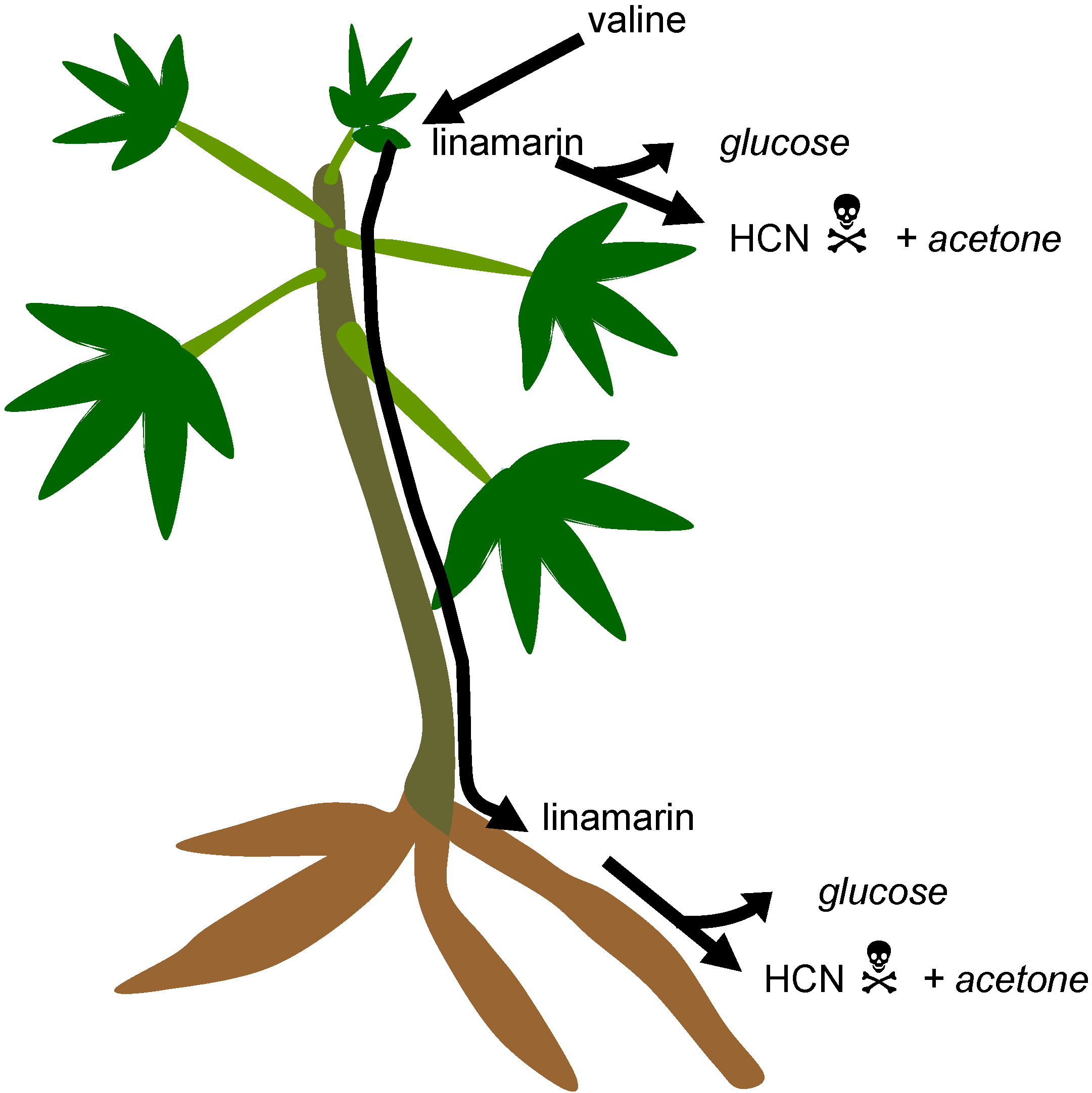 Cassava Plant Root