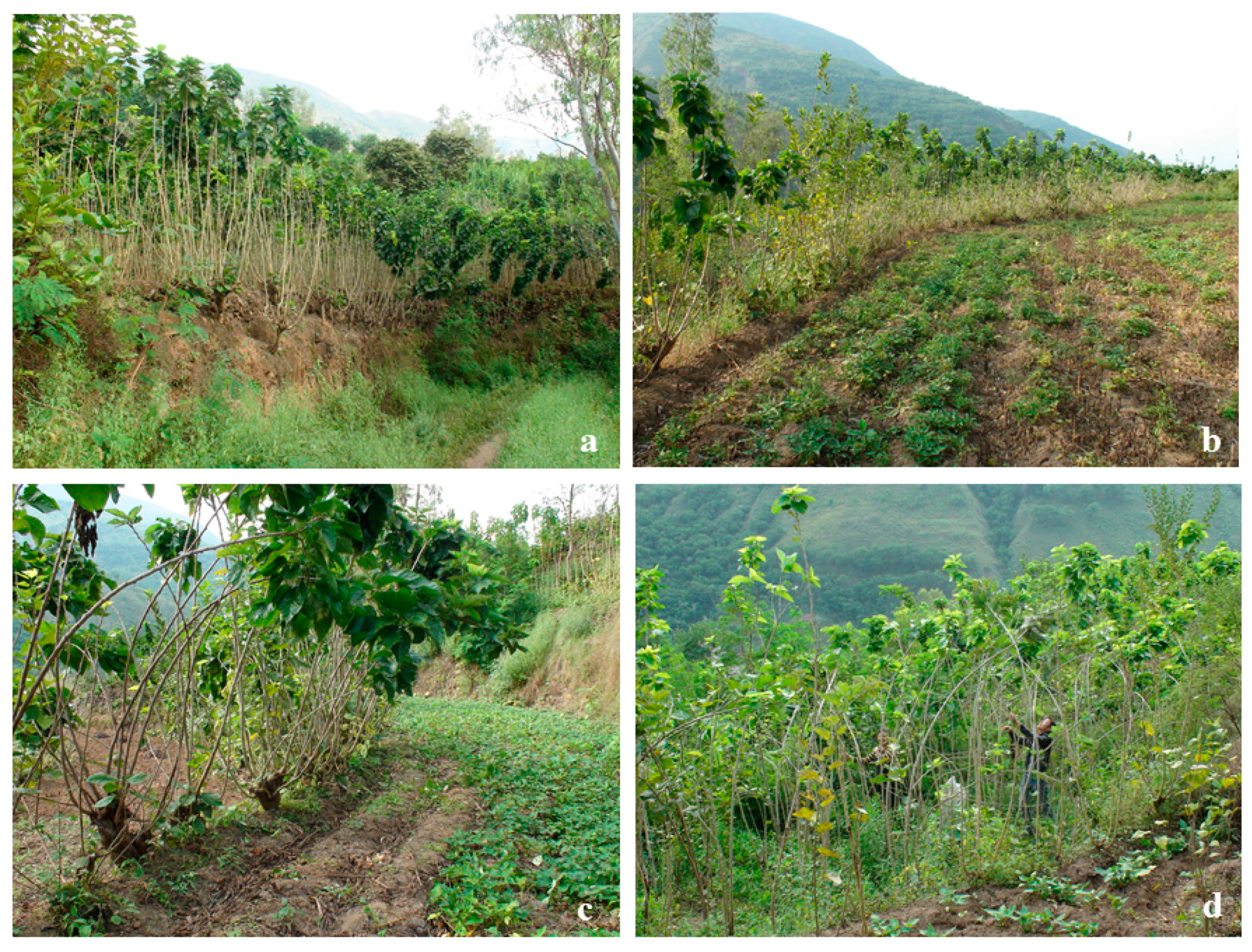 Farmers’ Sustainable Strategies for Soil Conservation on Sloping Arable ...