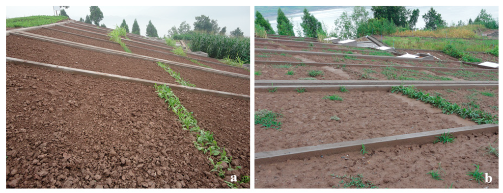 Farmers’ Sustainable Strategies for Soil Conservation on Sloping Arable ...