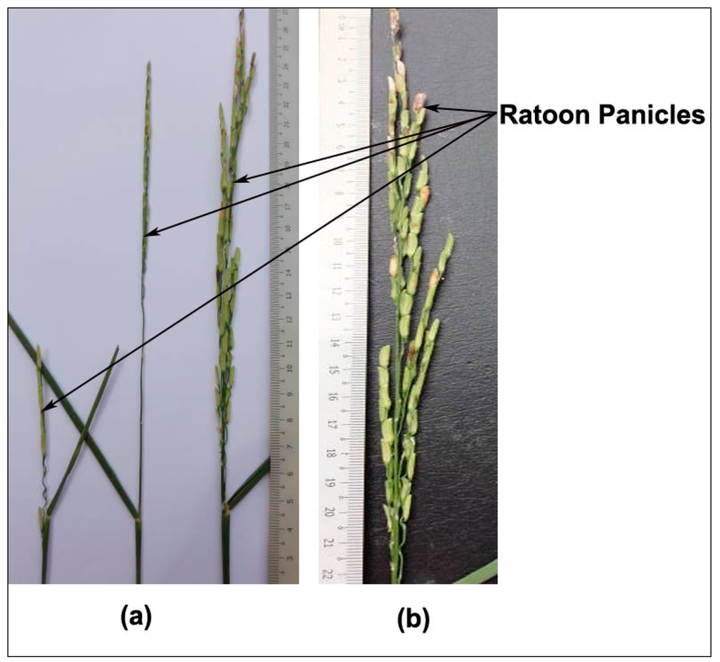 Rice Ratoon Crop: A Sustainable Rice Production System for Tropical ...
