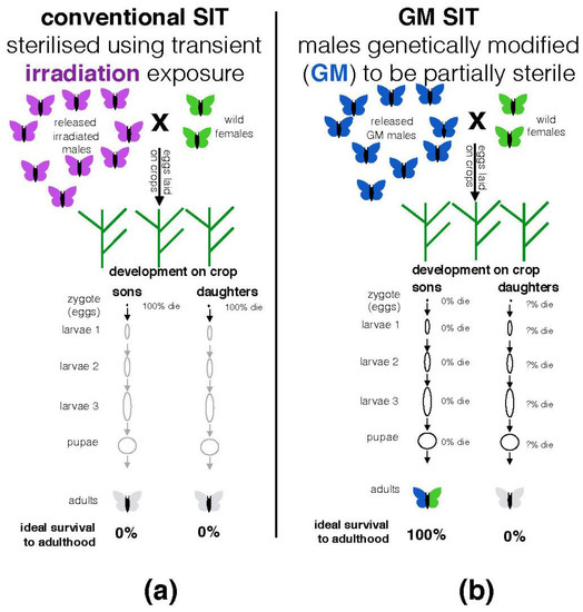 Mass Releases of Genetically Modified Insects in Area-Wide Pest Control ...