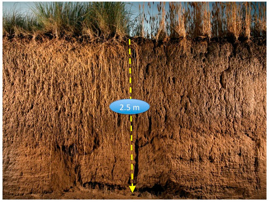 What Agriculture Can Learn from Native Ecosystems in Building Soil ...