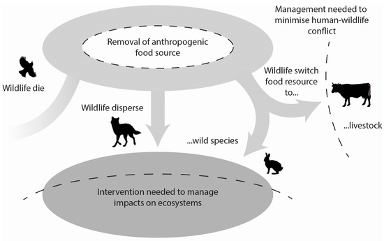 The Effects of Food Waste on Wildlife and Humans