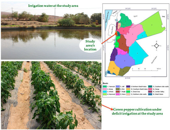 Improving Water Use Efficiency under Deficit Irrigation in the Jordan ...