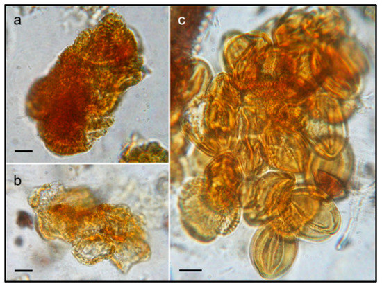 The History of Pastoral Activities in S Italy Inferred from Palynology ...