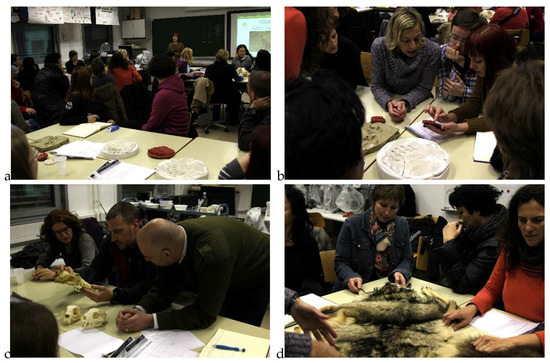 Wolves’ Conservation through Educational Workshops: Which Method Works ...