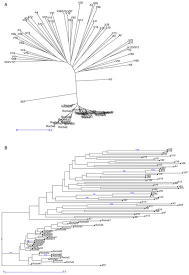 Genetic Diversity and Structure of the Portuguese Pear (Pyrus communis ...
