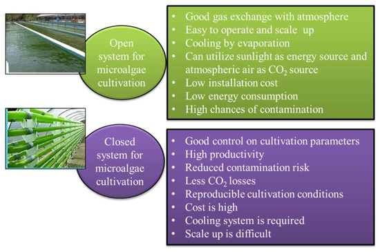 Cultivation of Oily Microalgae for the Production of Third-Generation Biofuels