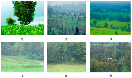 Sustainability | Special Issue : Impacts of Land Tenure Systems on Land ...