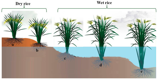 Submergence Tolerance in Rice: Review of Mechanism, Breeding and ...