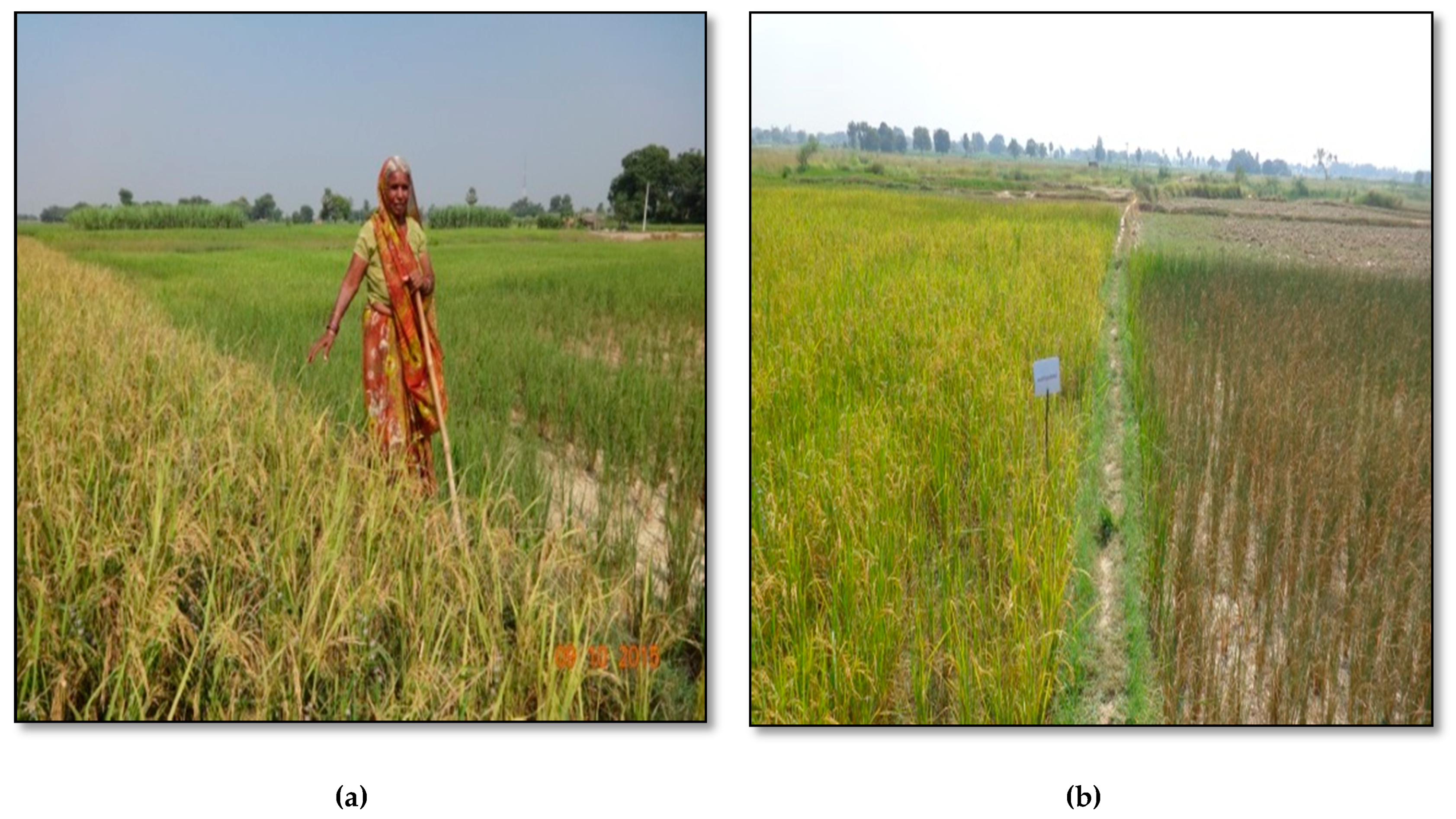 Drought Tolerant Rice for Ensuring Food Security in Eastern India