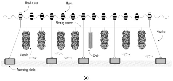Sustainability | Free Full-Text | Sustainability of Mussel (Mytilus ...