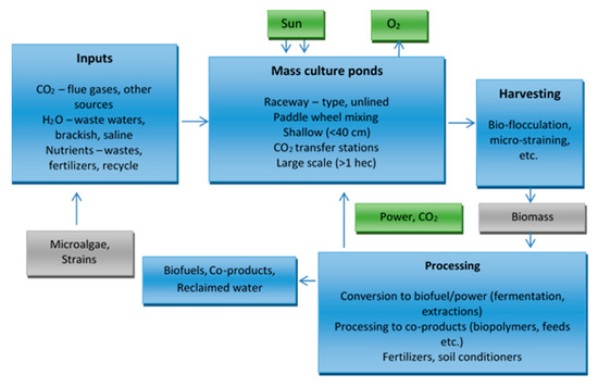 Green Algae Characters And Economic Importance With Diagram