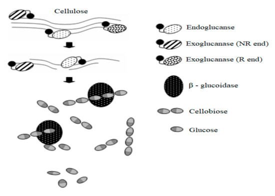 Microorganisms and Enzymes Used in the Biological Pretreatment of the ...