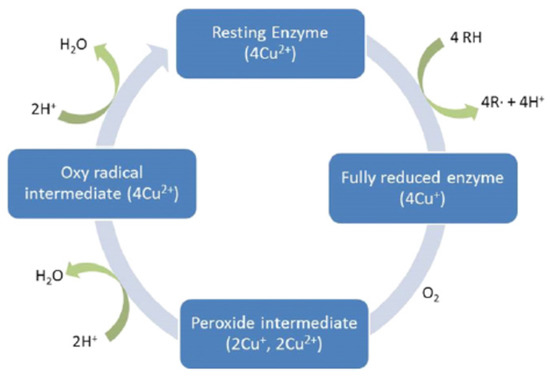 Microorganisms and Enzymes Used in the Biological Pretreatment of the ...