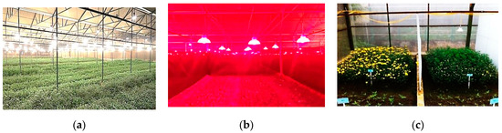 Environmental Impacts of Photoluminescence and Light-Emitting Diode ...