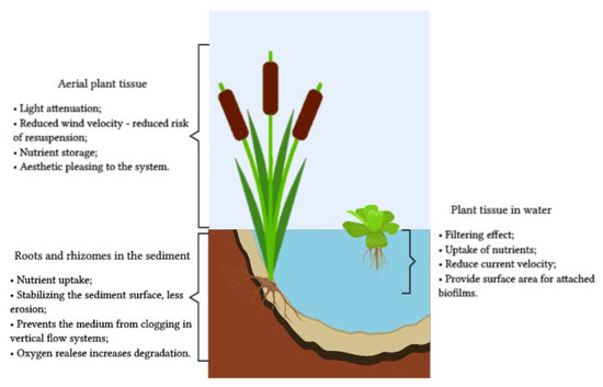 Aquatic Macrophytes in Constructed Wetlands: A Fight against Water ...