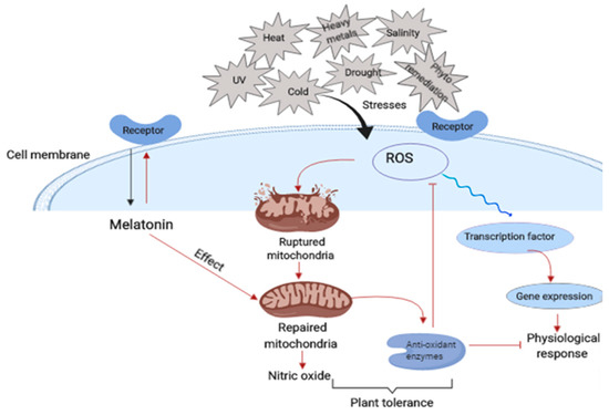Melatonin as Master Regulator in Plant Growth, Development and Stress ...