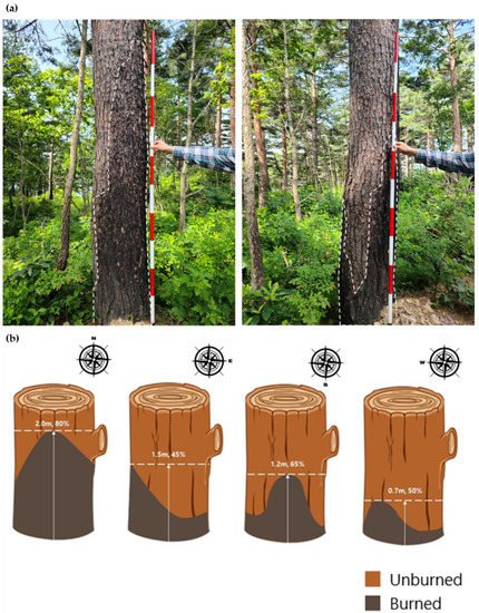 Sustainability | Free Full-Text | Predicting Post-Fire Tree Mortality ...