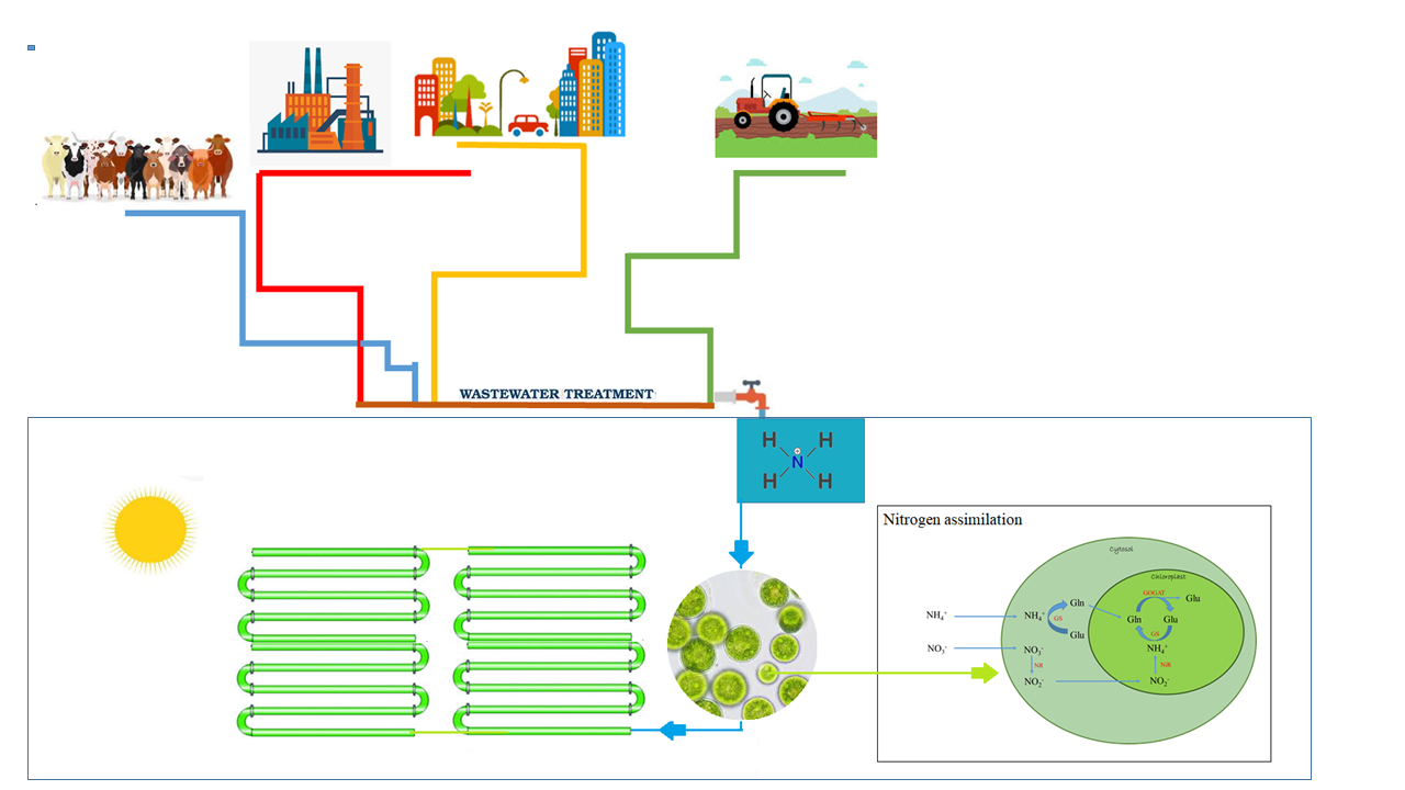 Sustainability | Free Full-Text | Ammonium Utilization in Microalgae: A Sustainable Method for ...