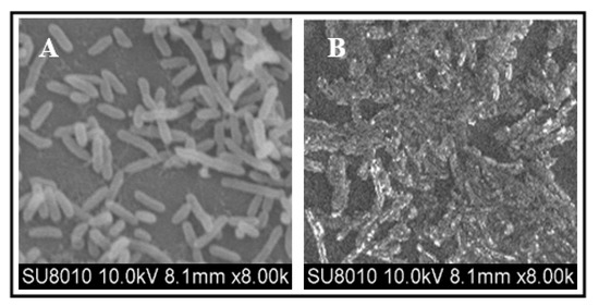 Sustainable Management of Soil-Borne Bacterium Ralstonia solanacearum ...