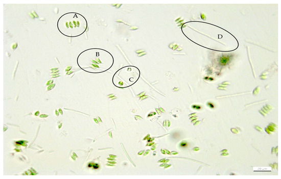 The Effects of Total Dissolved Carbon Dioxide on the Growth Rate ...