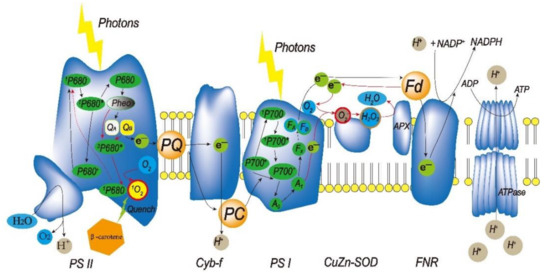 ROS Homeostasis and Plant Salt Tolerance: Plant Nanobiotechnology Updates