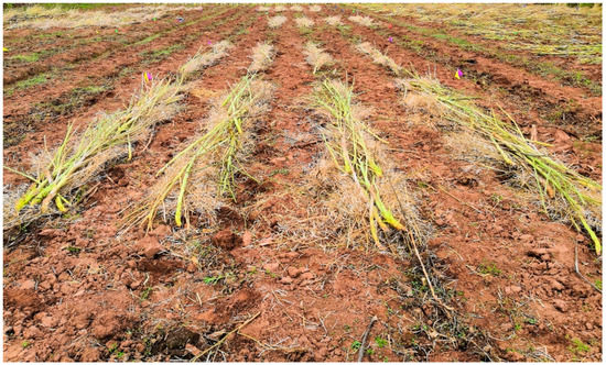 The Crop Residue Removal Threshold Ensures Sustainable Agriculture in ...