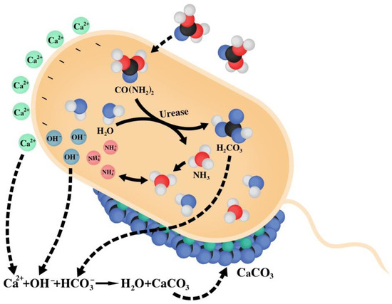 Ureolytic MICP-Based Self-Healing Mortar under Artificial Seawater ...